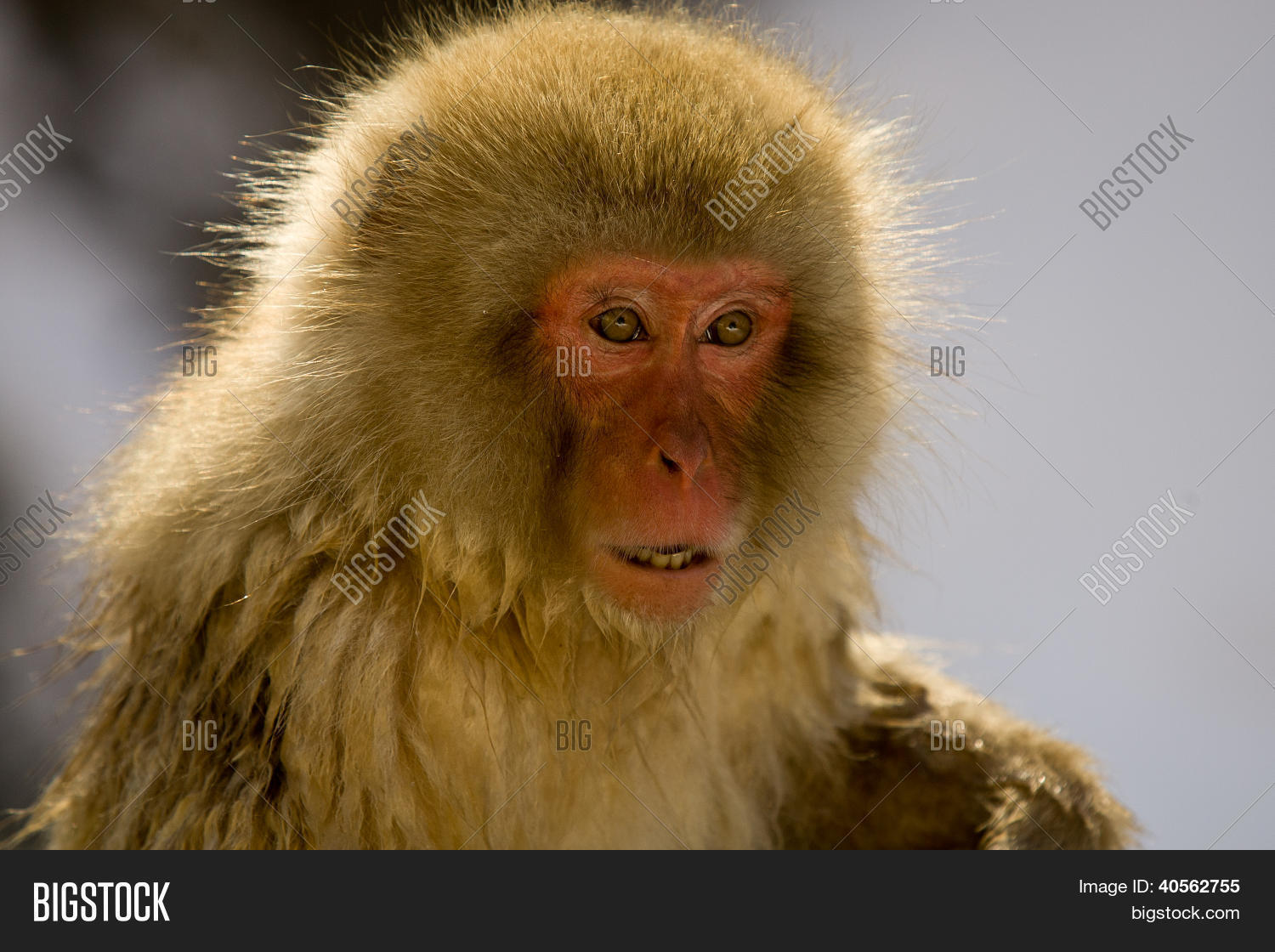 Portrait Snow Monkey Image & Photo (Free Trial) | Bigstock