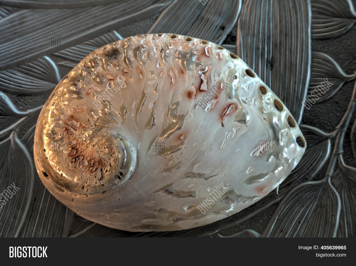 Pearl White Abalone Image & Photo (Free Trial) | Bigstock