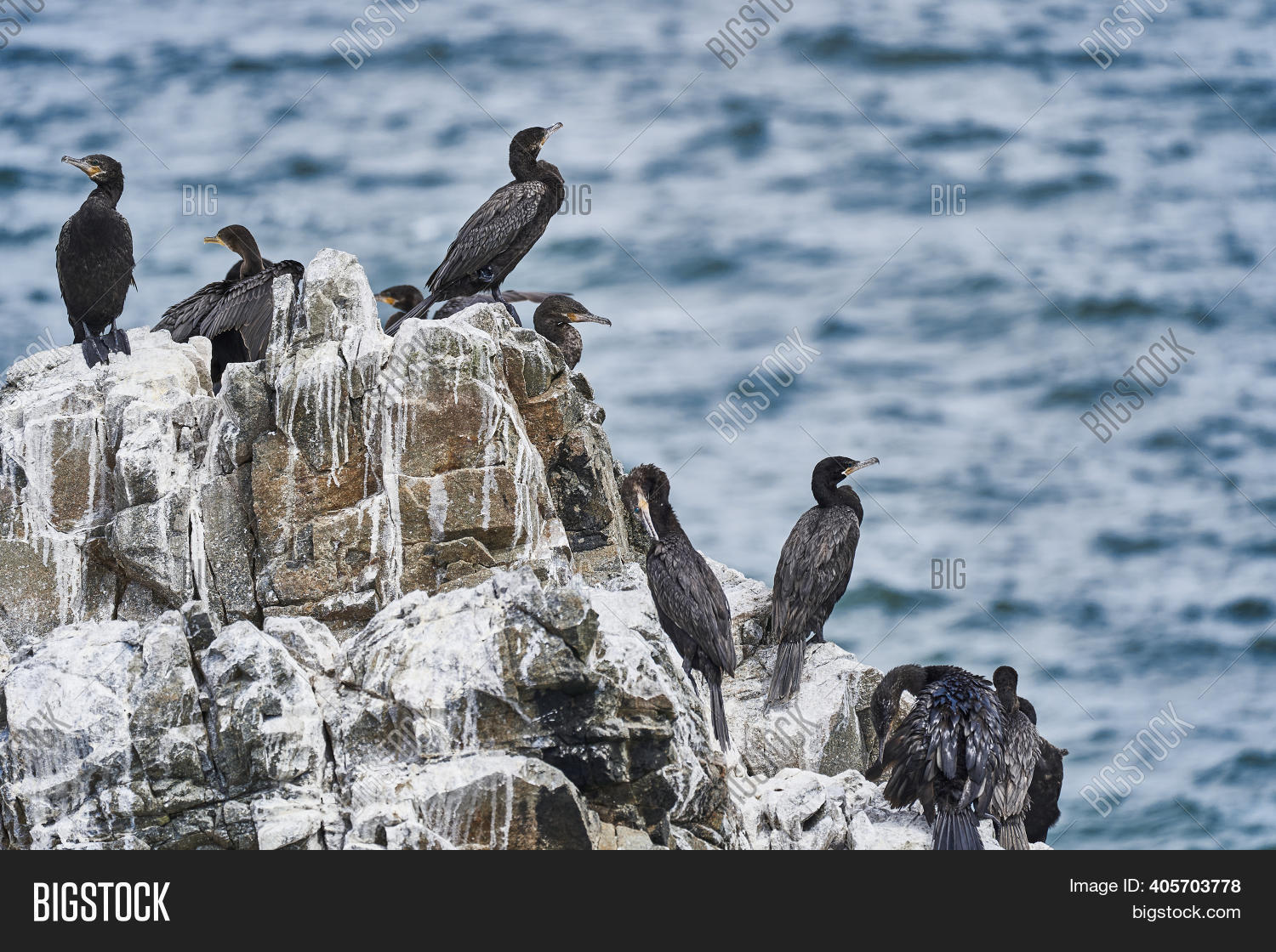 Bird Colony Guano Image & Photo (Free Trial) | Bigstock