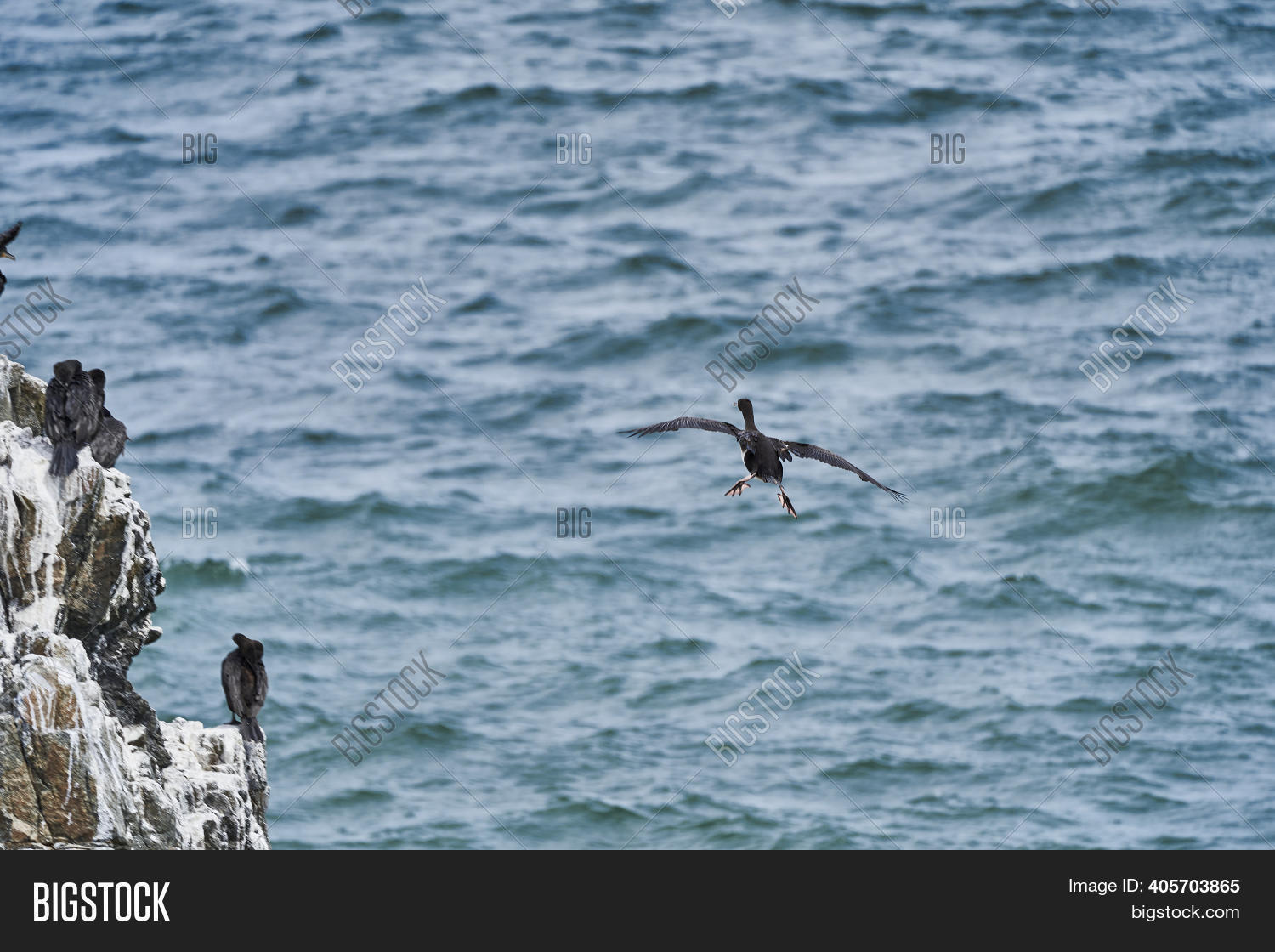 Bird Colony Guano Image & Photo (Free Trial) | Bigstock