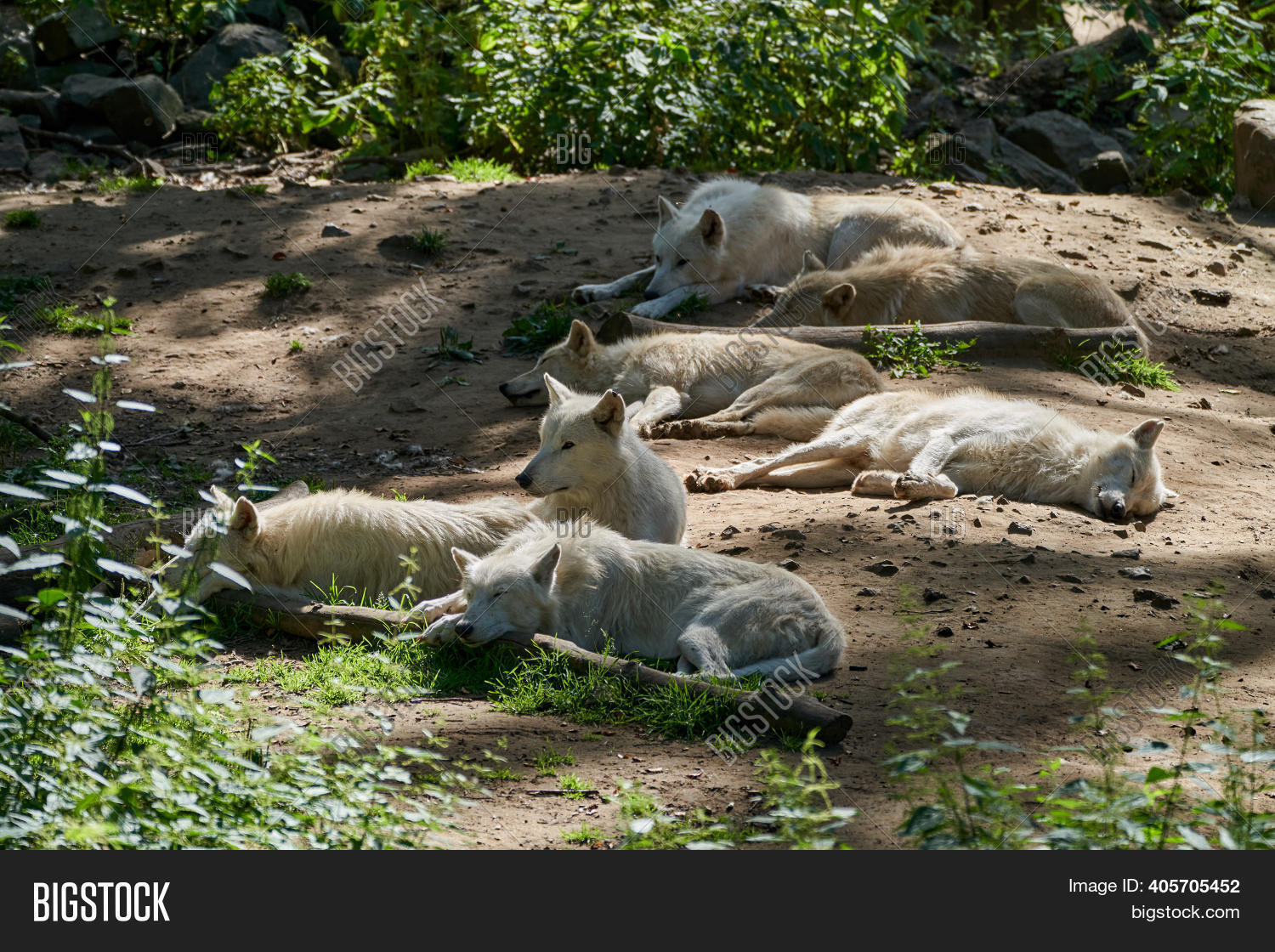 Wolf Pack Big White Image & Photo (Free Trial) | Bigstock