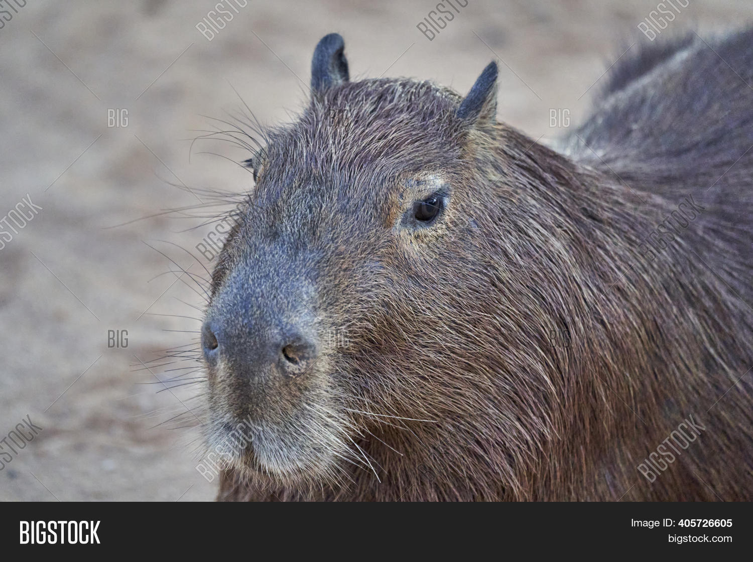 Capybara Portrait, Image & Photo (Free Trial) | Bigstock