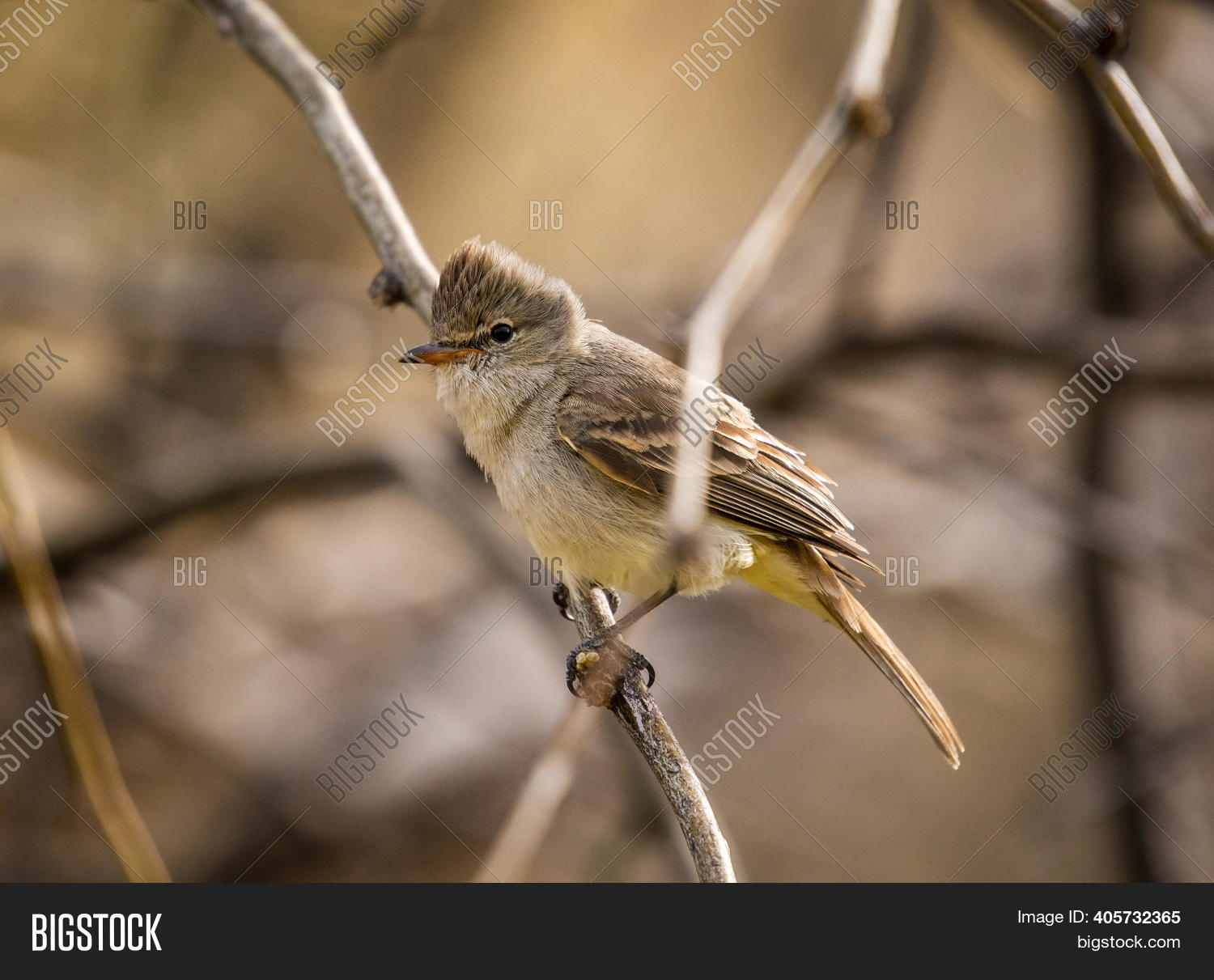 Rather Drab Looking Image & Photo (Free Trial) | Bigstock