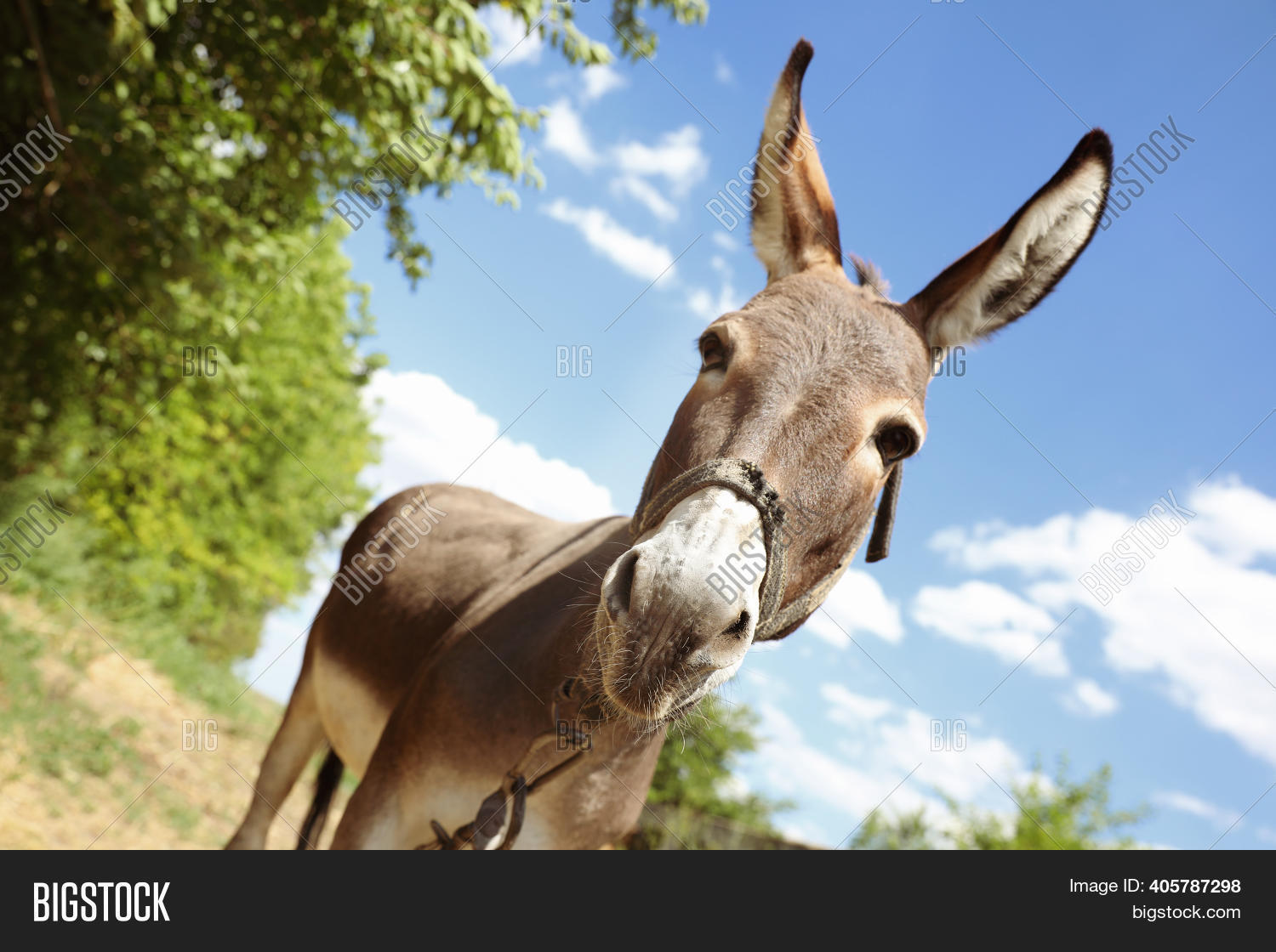 Cute Funny Donkey Image & Photo (Free Trial) | Bigstock