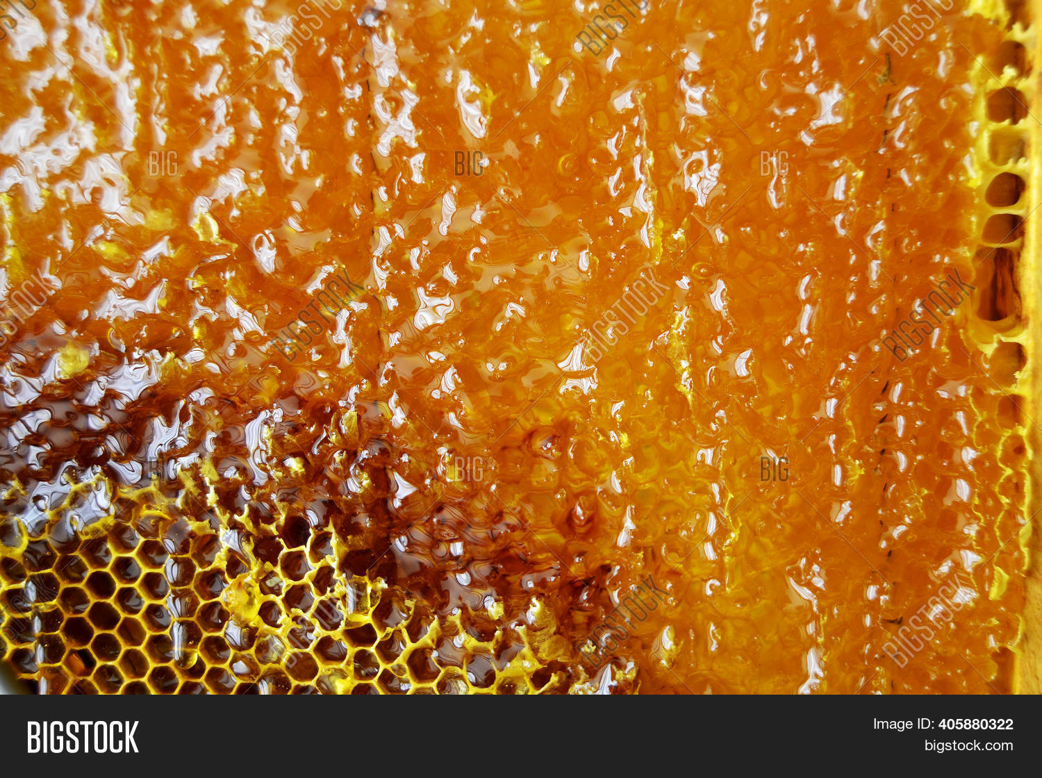 Drop Bee Honey Drip Image & Photo (Free Trial) | Bigstock