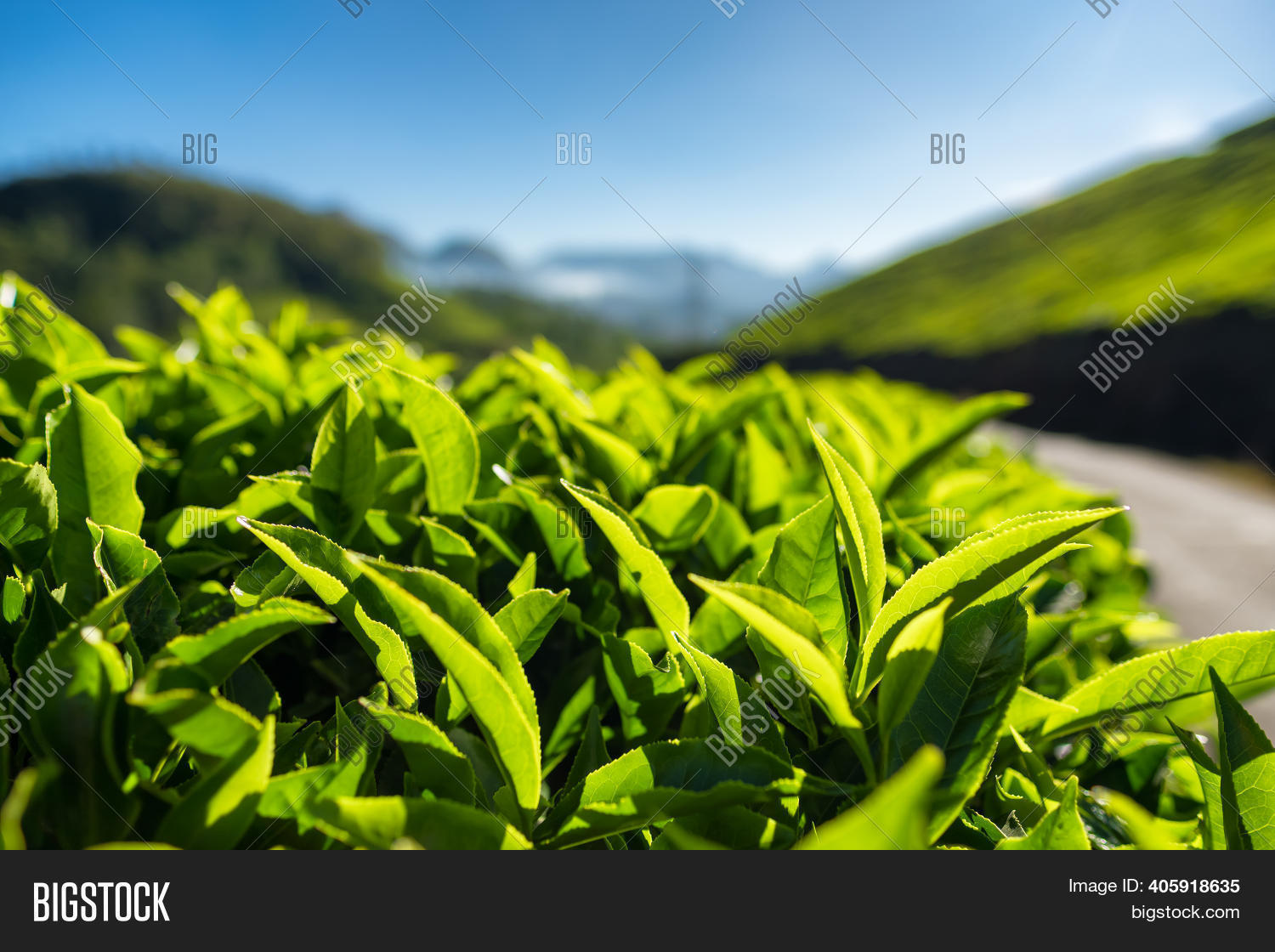 Green Tea Leaves Close Image & Photo (Free Trial) | Bigstock