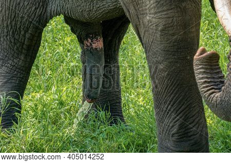 Elephant Taking Pee. Image & Photo (Free Trial) | Bigstock