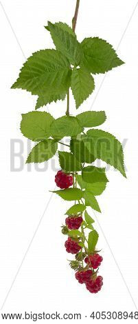 Red Raspberries Images, Illustrations & Vectors (Free) - Bigstock