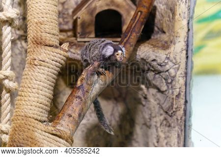 Pygmy Monkeys One Image & Photo (Free Trial) | Bigstock