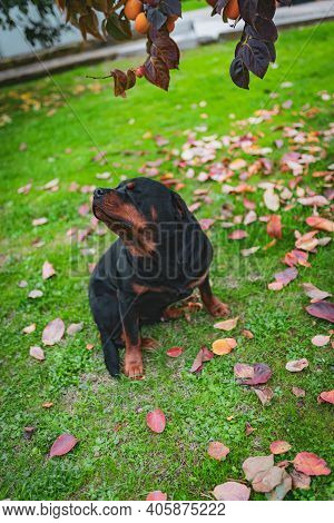 Dog Under Tree Images, Illustrations & Vectors (Free) - Bigstock