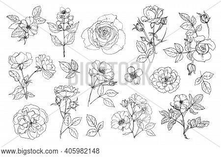 Flowers Vector Line Vector & Photo (Free Trial) | Bigstock