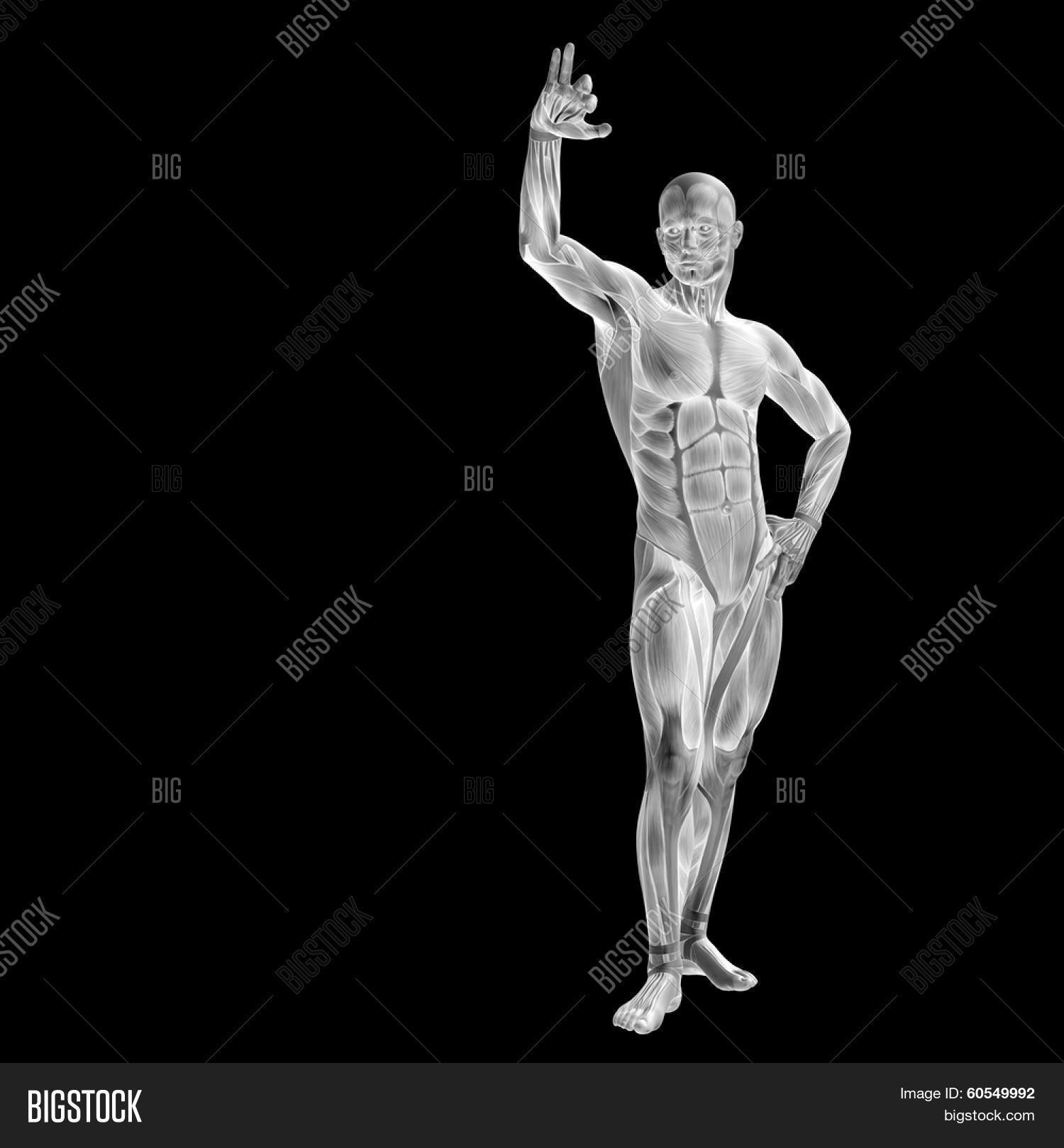 3D Human Man Muscles Image & Photo (Free Trial) | Bigstock
