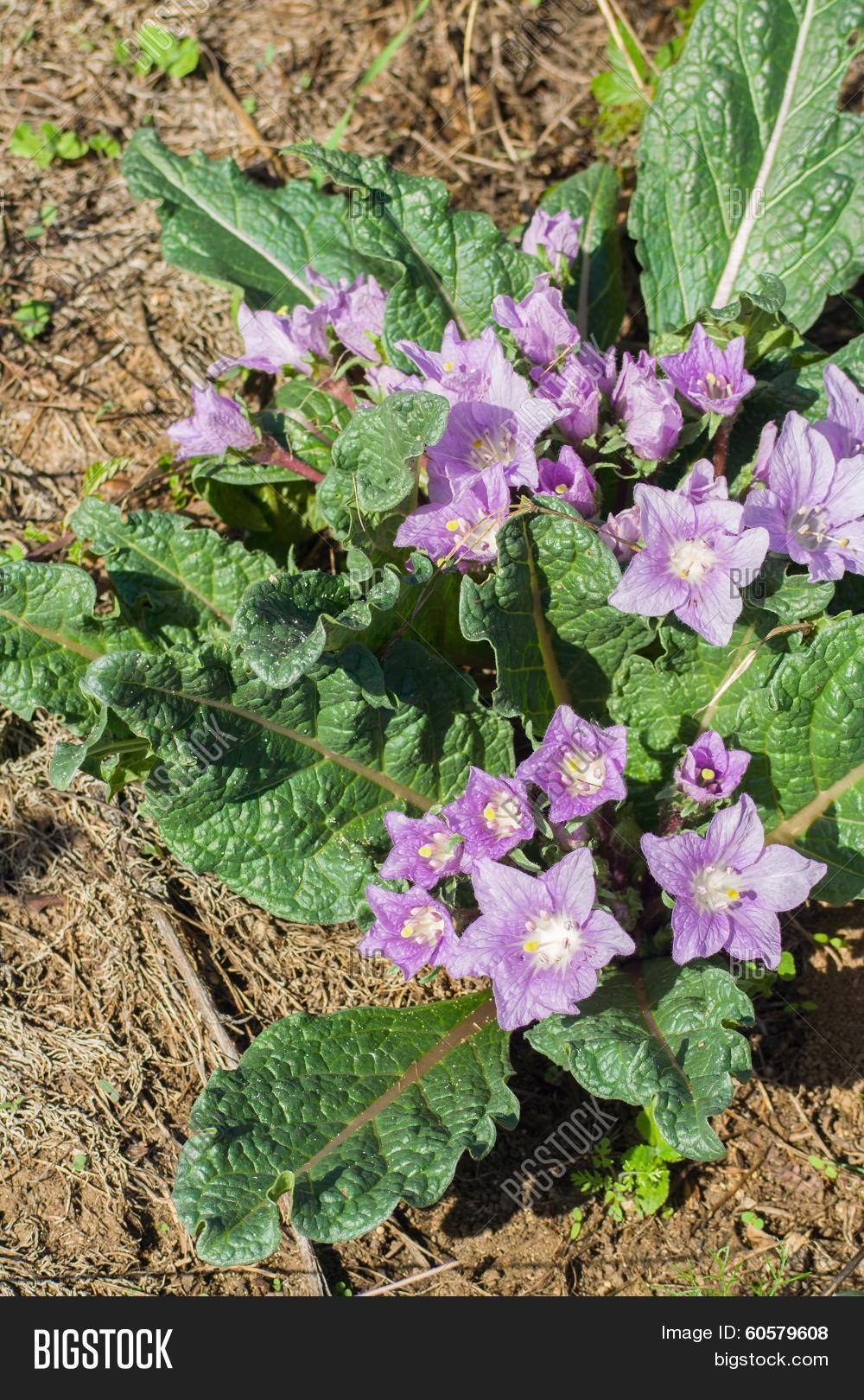 Mandrake Mandragora Image & Photo (Free Trial) | Bigstock
