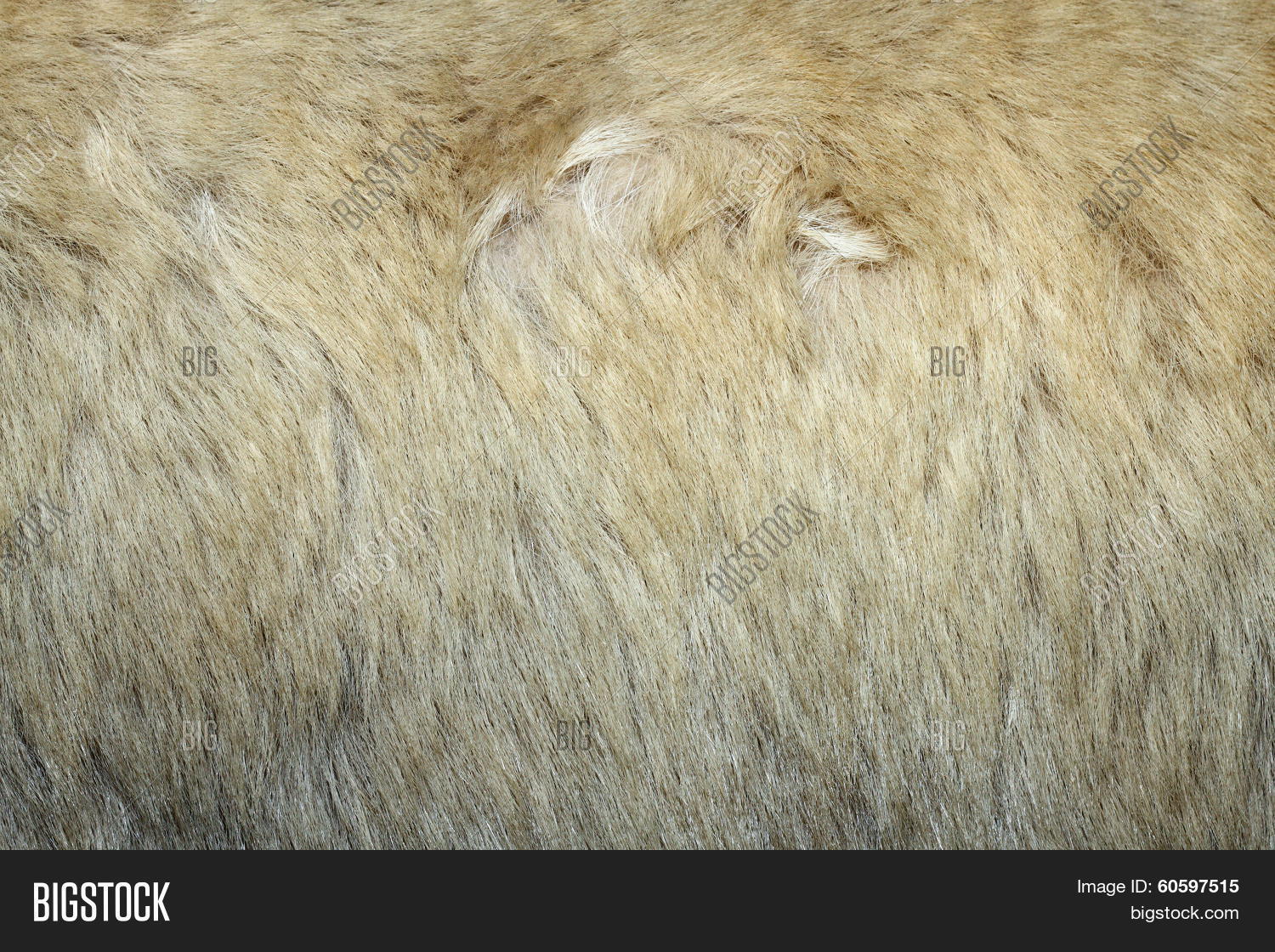 Texture Polar Bear Image & Photo (Free Trial) | Bigstock