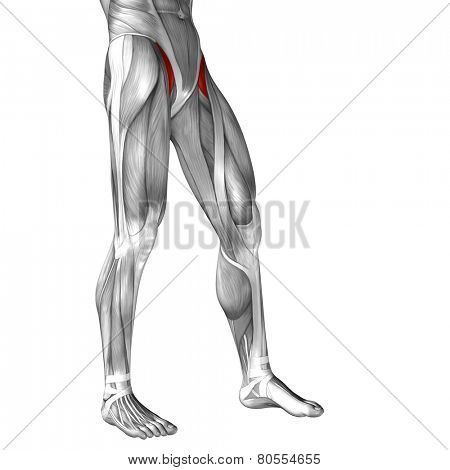 Iliopsoas Images, Illustrations & Vectors (Free) - Bigstock