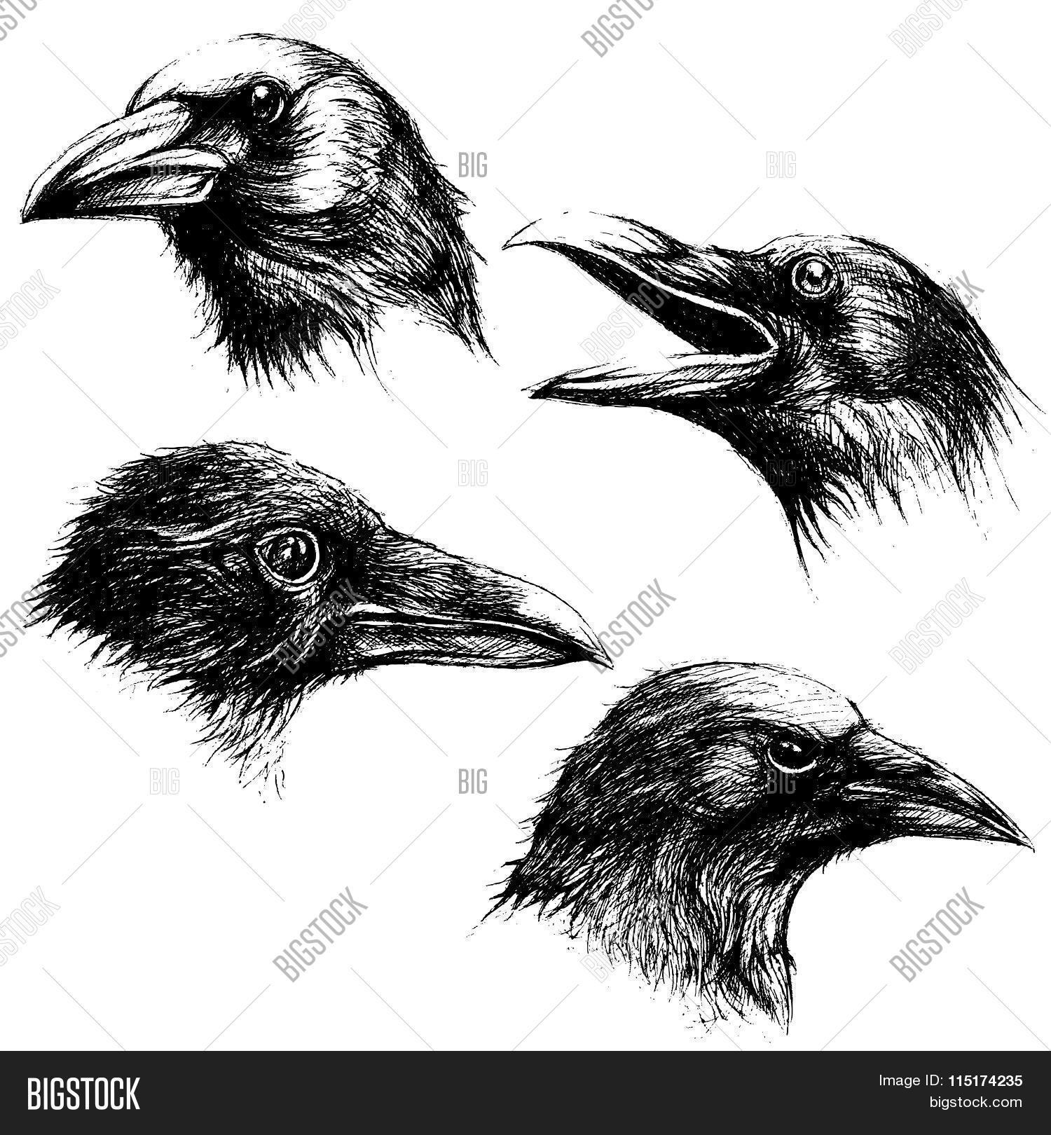 Crow Head Drawing Vector & Photo (Free Trial) | Bigstock