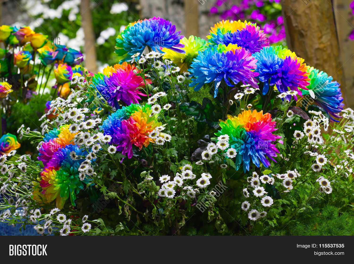 Colorful Daisy Flower Image & Photo (Free Trial) | Bigstock