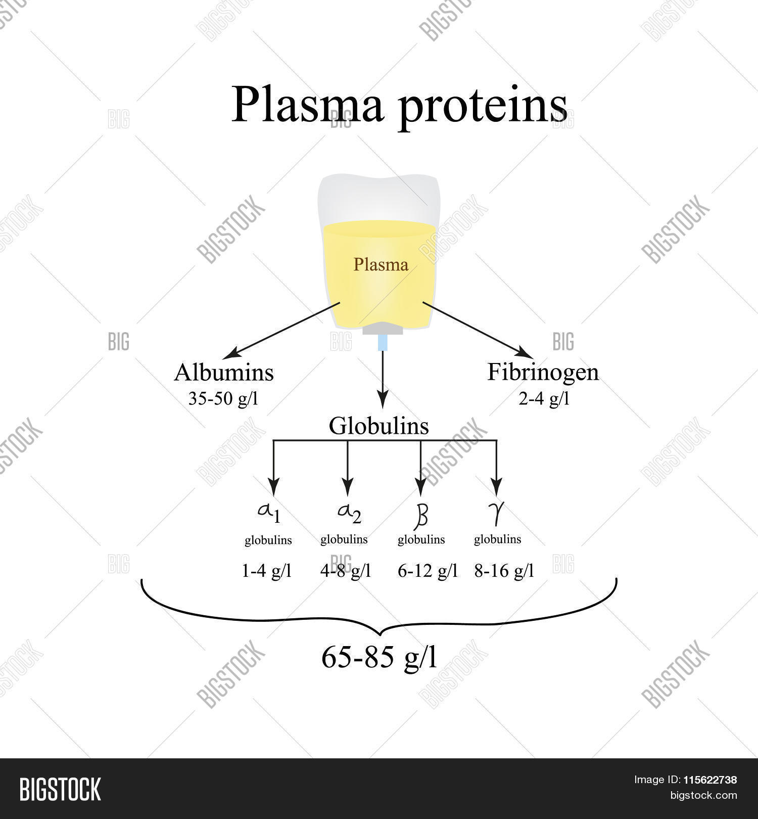Plasma Proteins. Vector & Photo (Free Trial) | Bigstock