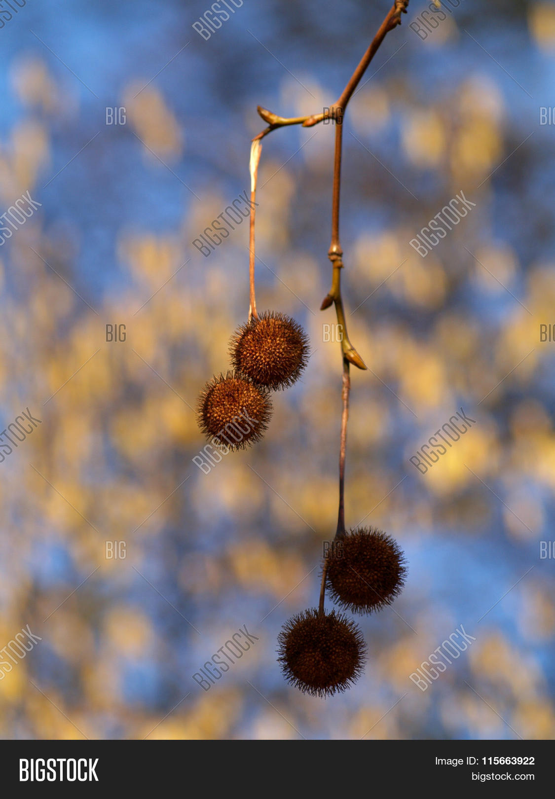 Seed Ball Plane Tree Image & Photo (Free Trial) | Bigstock