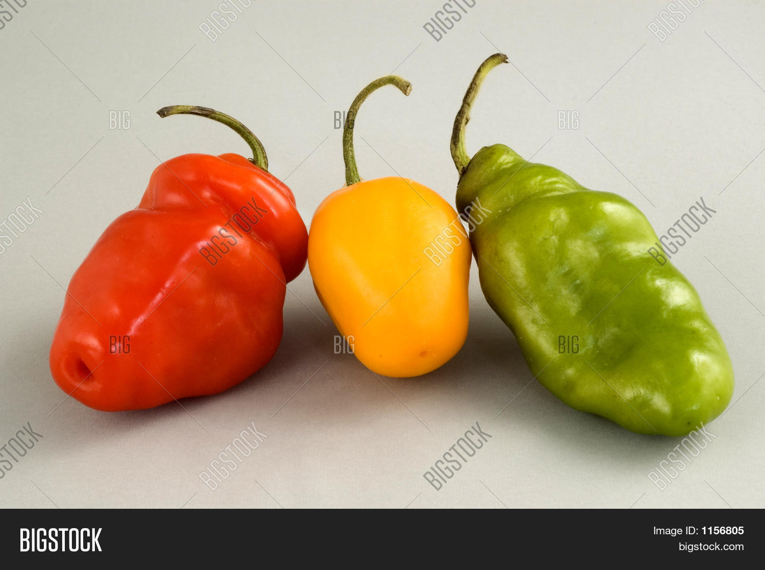 Locotos Image & Photo (Free Trial) | Bigstock