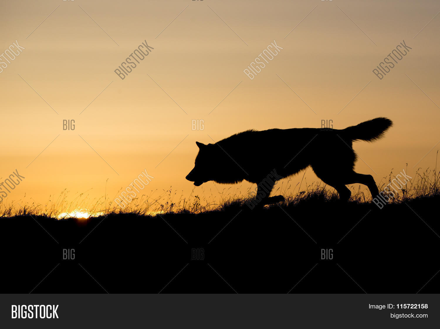 Silhouette Timber Wolf Image & Photo (Free Trial) | Bigstock
