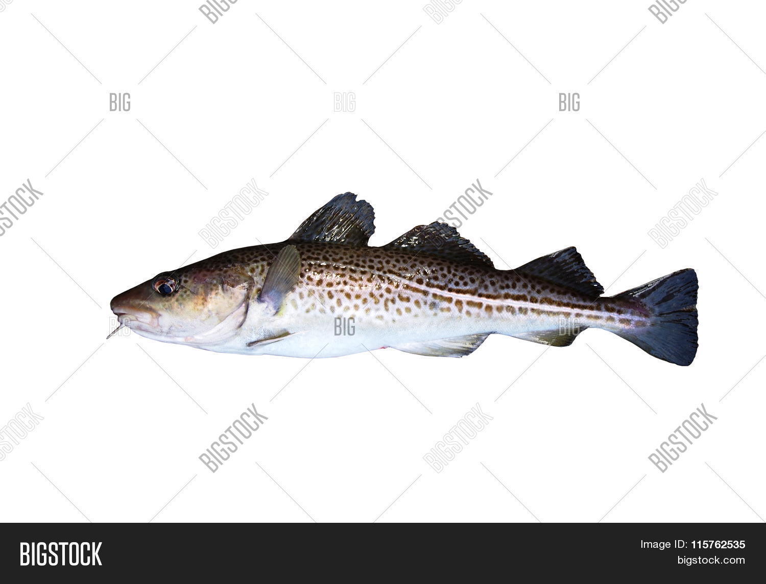 Big Cod Fish On White Image & Photo (Free Trial) | Bigstock