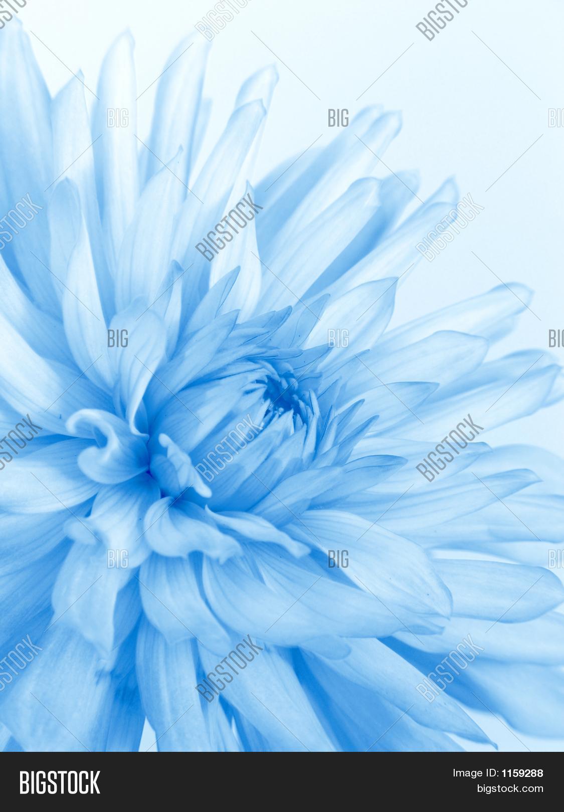 Soft Blue Flower Image & Photo (Free Trial) | Bigstock