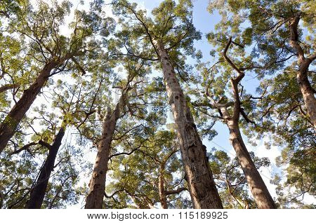 Tall Karri Trees: Image & Photo (Free Trial) | Bigstock