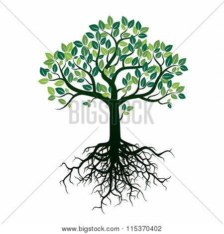Color Tree Roots. Vector & Photo (Free Trial) | Bigstock