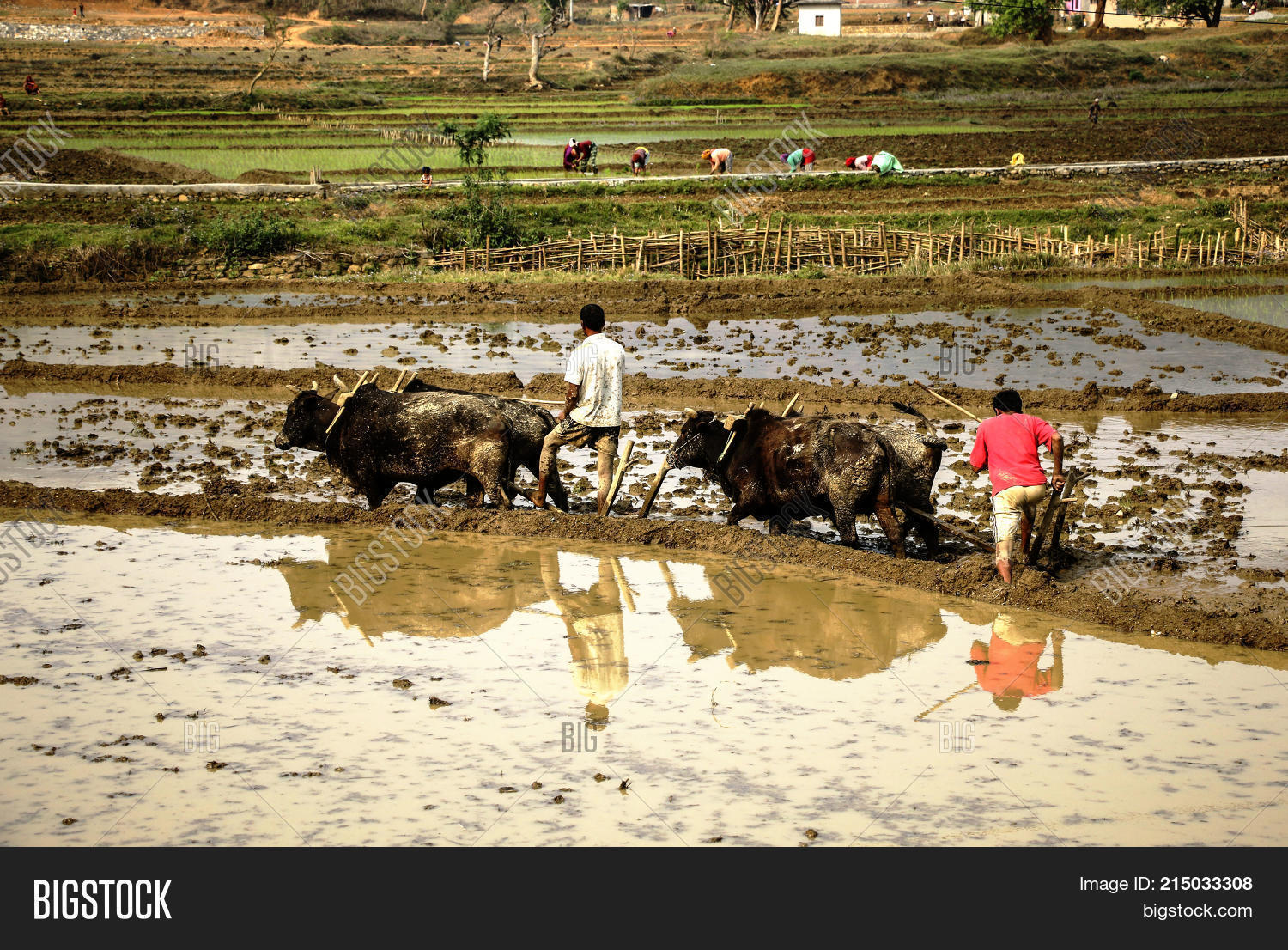 Nepalese Farmers Image & Photo (Free Trial) | Bigstock