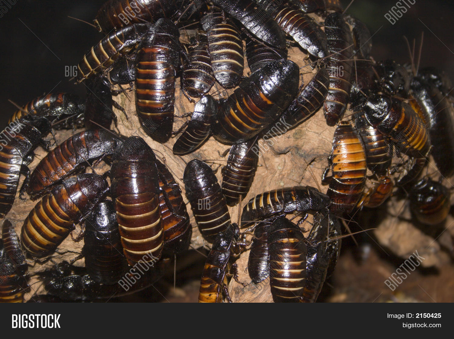 Cockroach Pile Image & Photo (Free Trial) | Bigstock