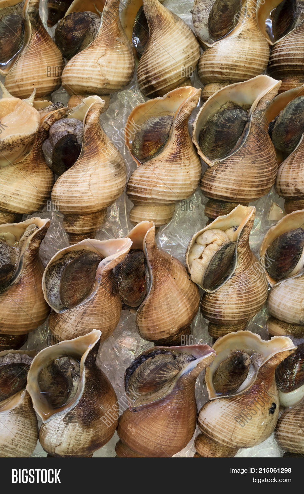 Fresh Raw Whelk Shells Image & Photo (Free Trial) | Bigstock