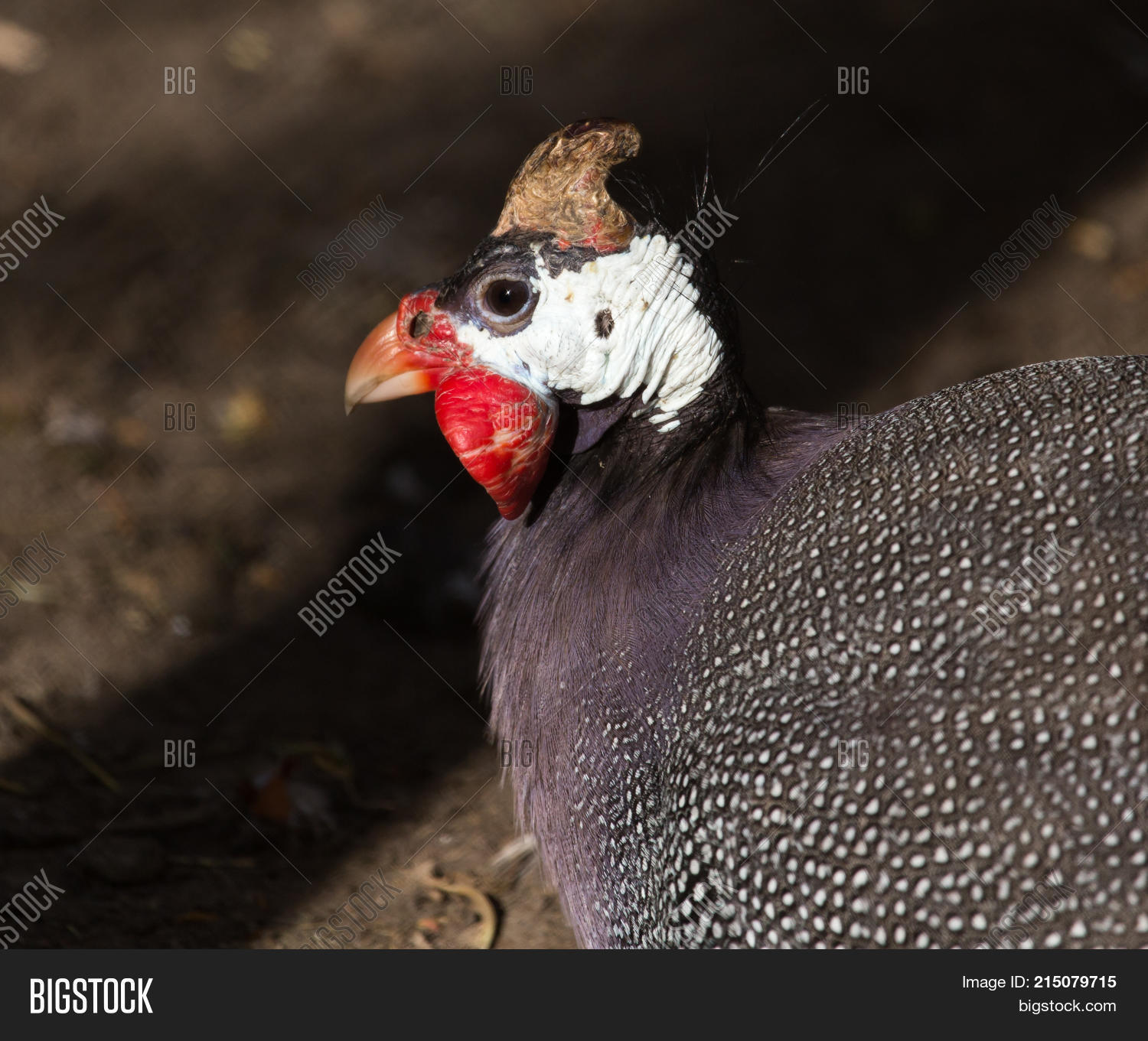 Portrait Guinea Fowl Image & Photo (Free Trial) | Bigstock