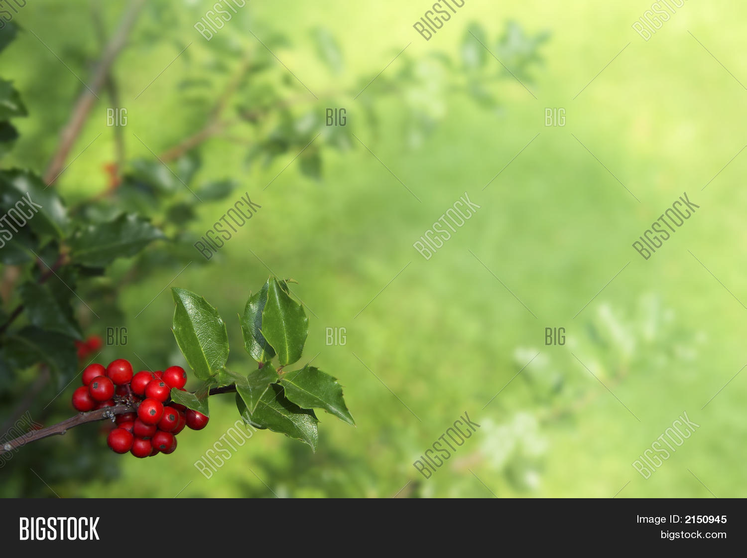 Holly Branches Image & Photo (Free Trial) | Bigstock