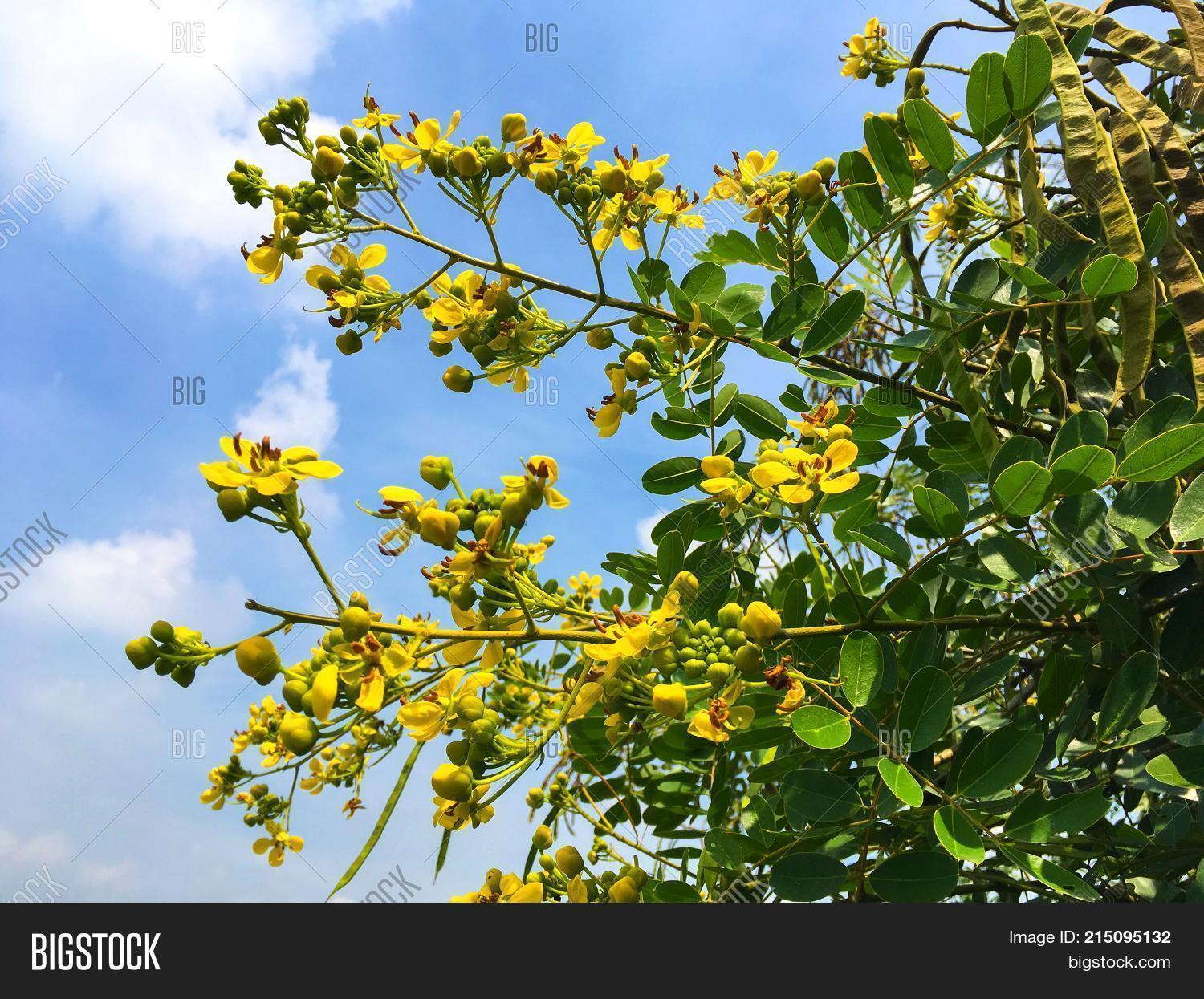 Yellow Senna Siamea Image & Photo (Free Trial) | Bigstock