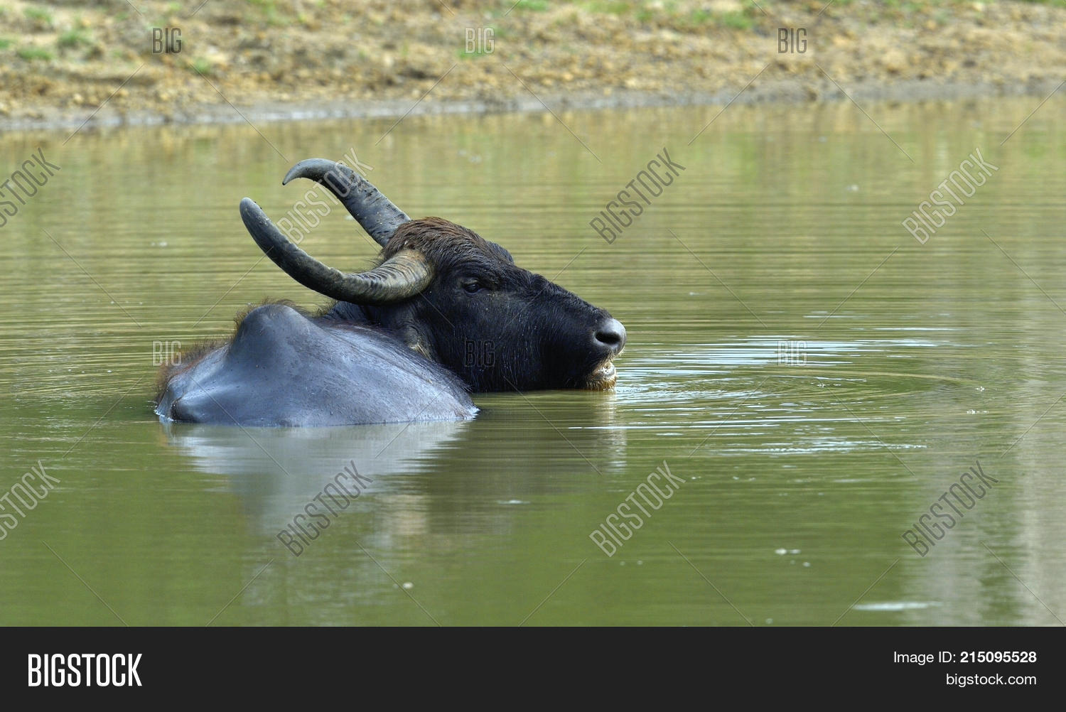 Refreshment Water Image & Photo (Free Trial) | Bigstock