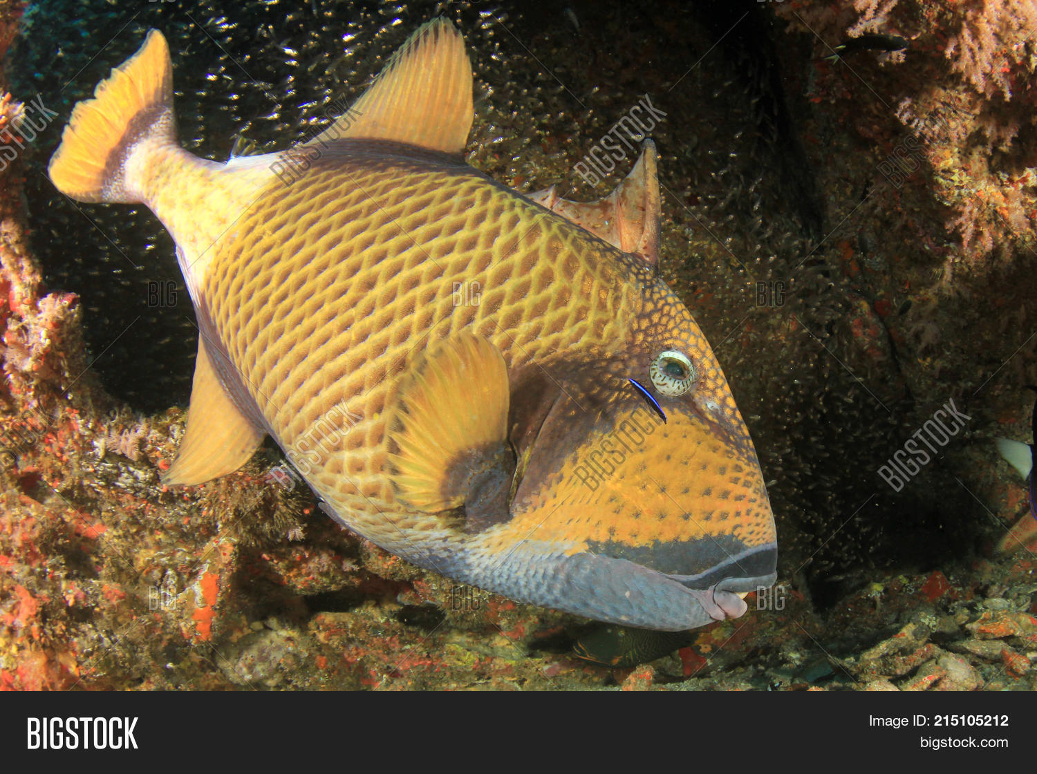 Titan Triggerfish Fish Image & Photo (Free Trial) | Bigstock