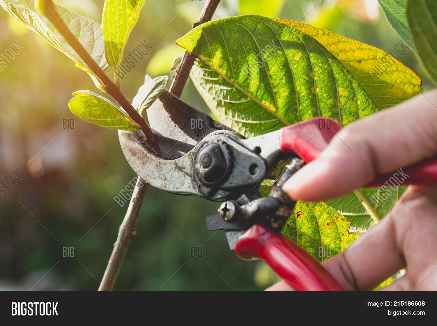 Gardener Pruning Trees Image & Photo (Free Trial) | Bigstock