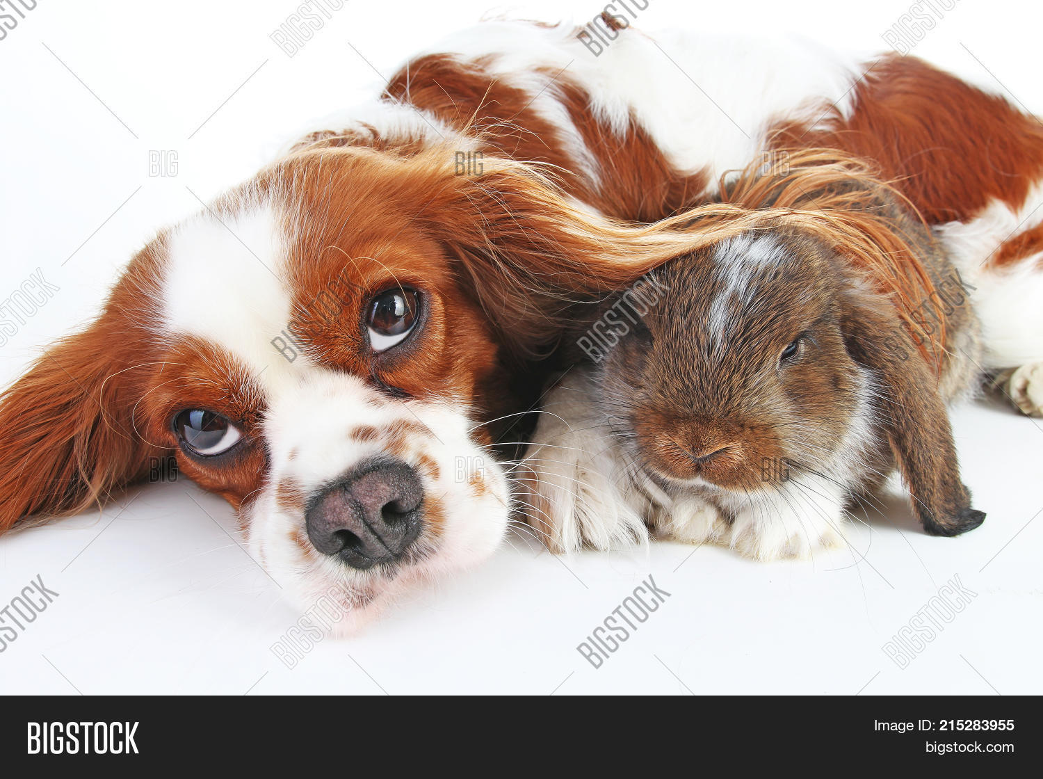 Dog Rabbit Together. Image & Photo (Free Trial) | Bigstock