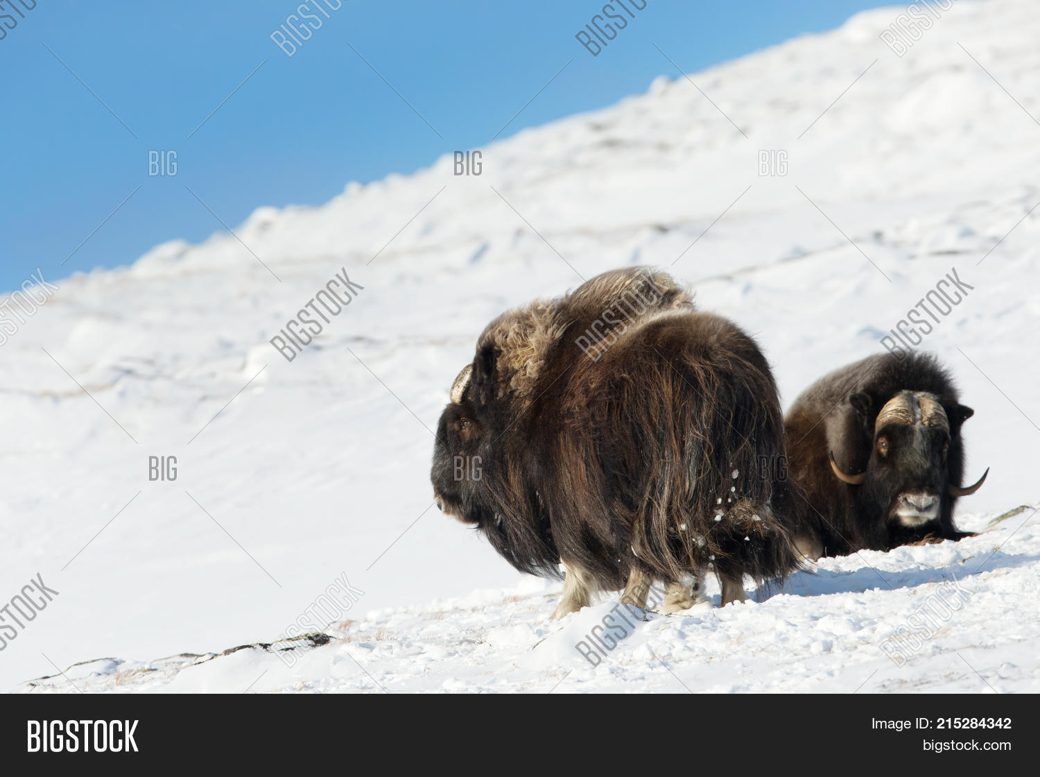 Male Musk Oxen Image & Photo (Free Trial) | Bigstock