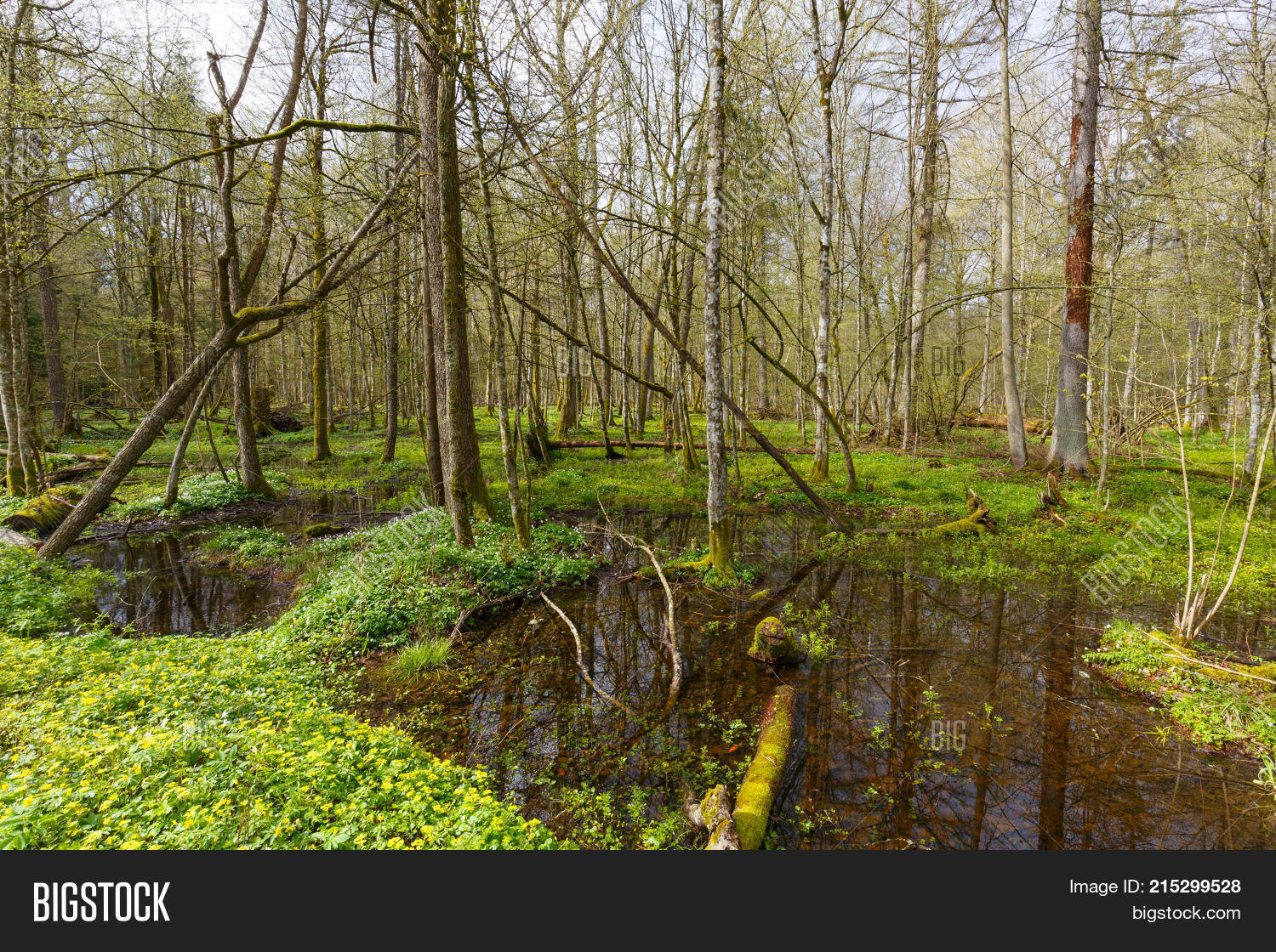 Alder-carr Stand Image & Photo (Free Trial) | Bigstock