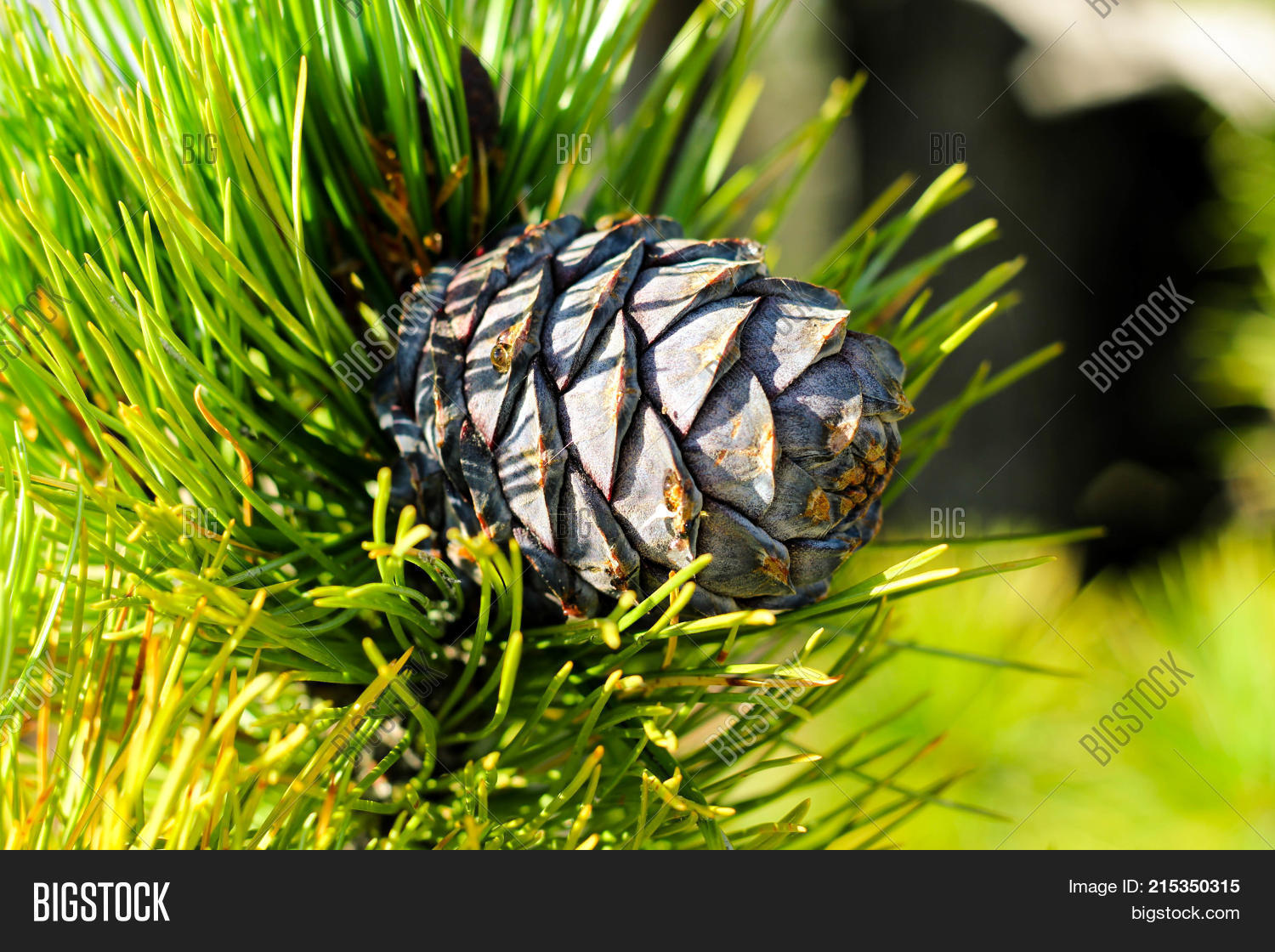 Siberian Cedar Cone On Image & Photo (Free Trial) | Bigstock