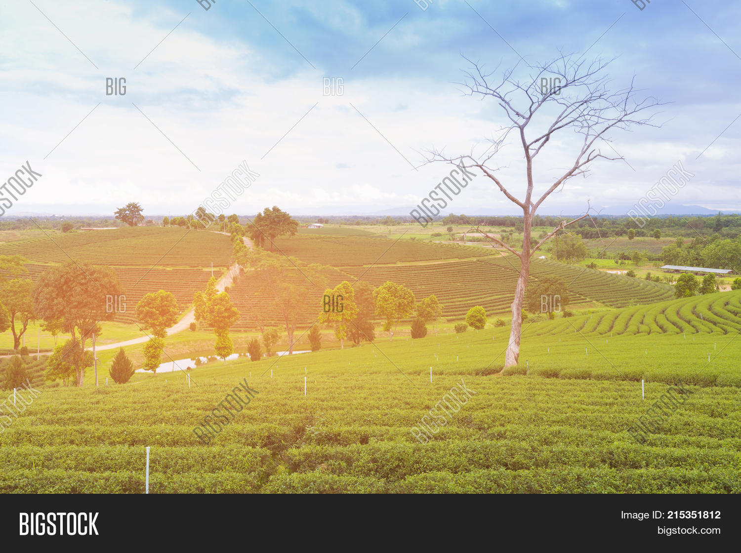 Green Tea Field Over Image & Photo (Free Trial) | Bigstock