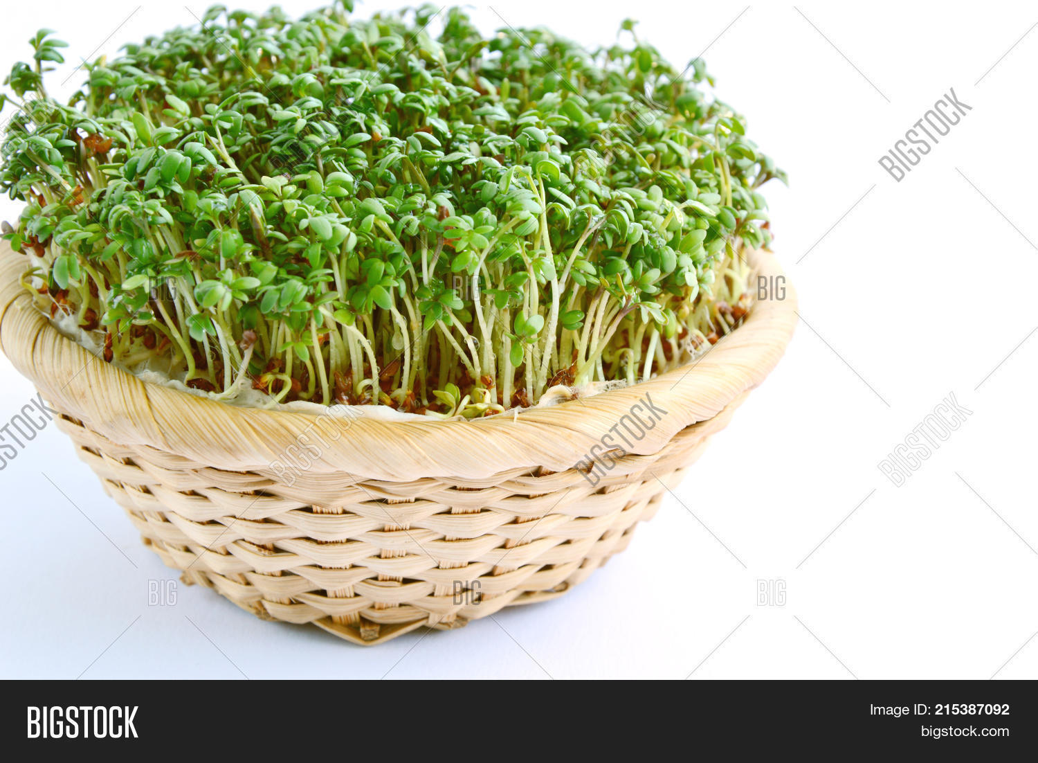 Garden Cress Cress ( Image & Photo (Free Trial) | Bigstock