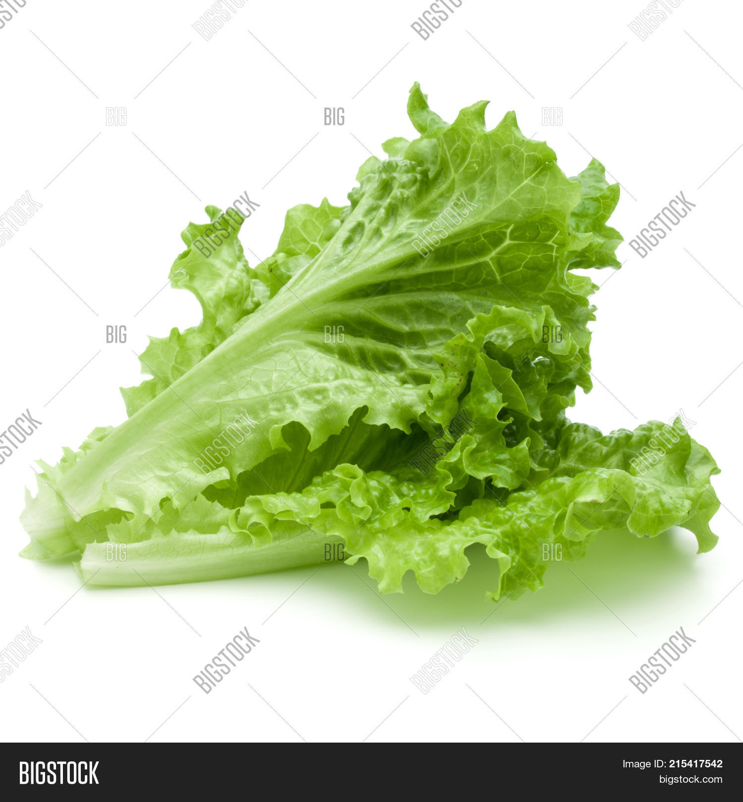 Fresh Green Lettuce Image & Photo (Free Trial) | Bigstock