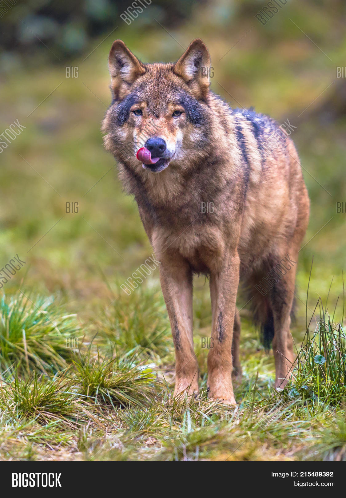 Wolf Frontal Forest Image & Photo (Free Trial) | Bigstock