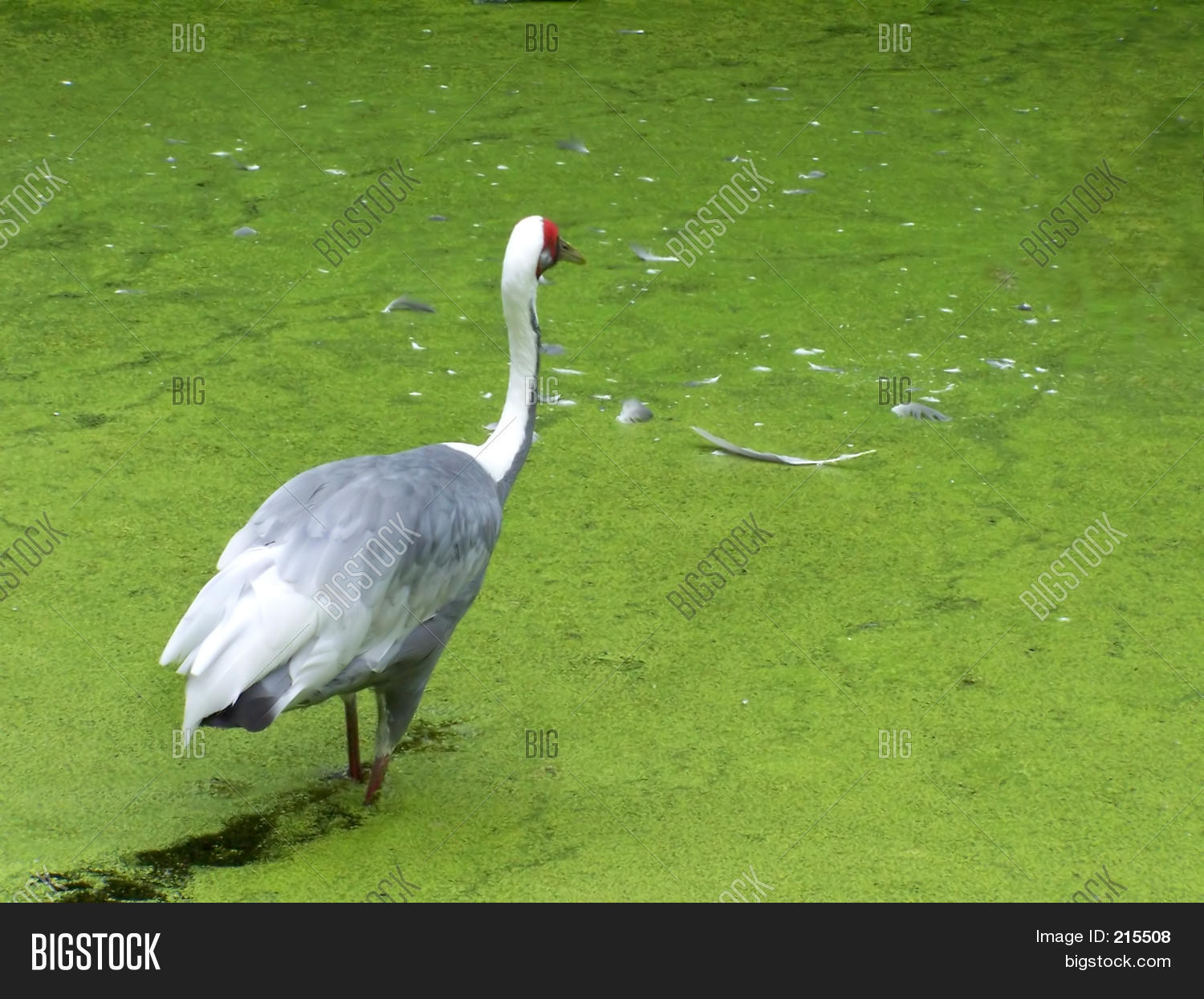 Swamp Bird Image & Photo (Free Trial) | Bigstock
