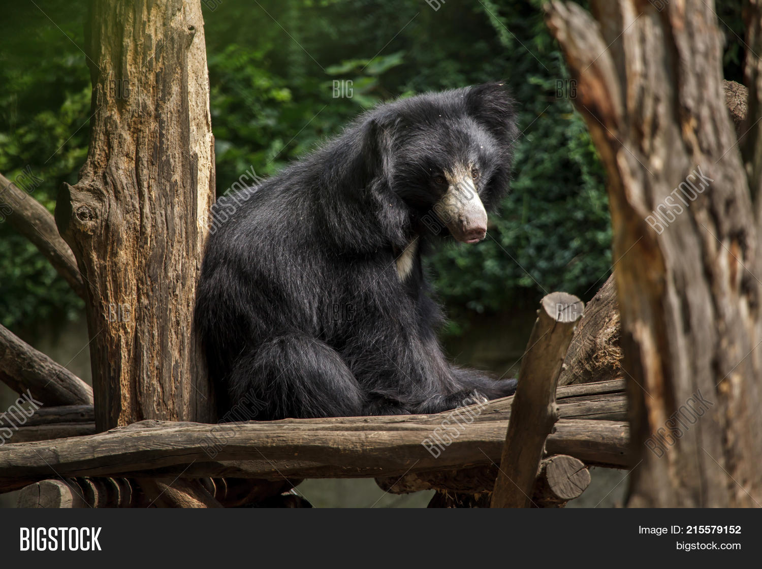Indian Sloth Bear ( Image & Photo (Free Trial) | Bigstock