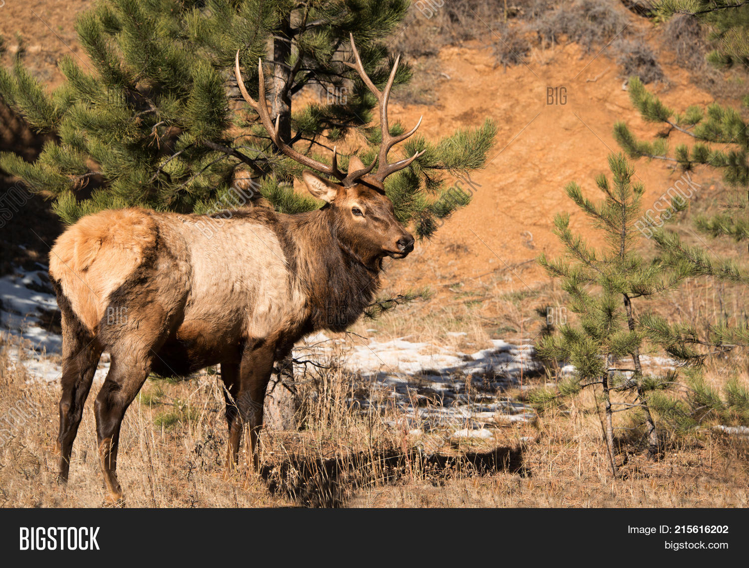 Bull Elk Large Antlers Image & Photo (Free Trial) | Bigstock