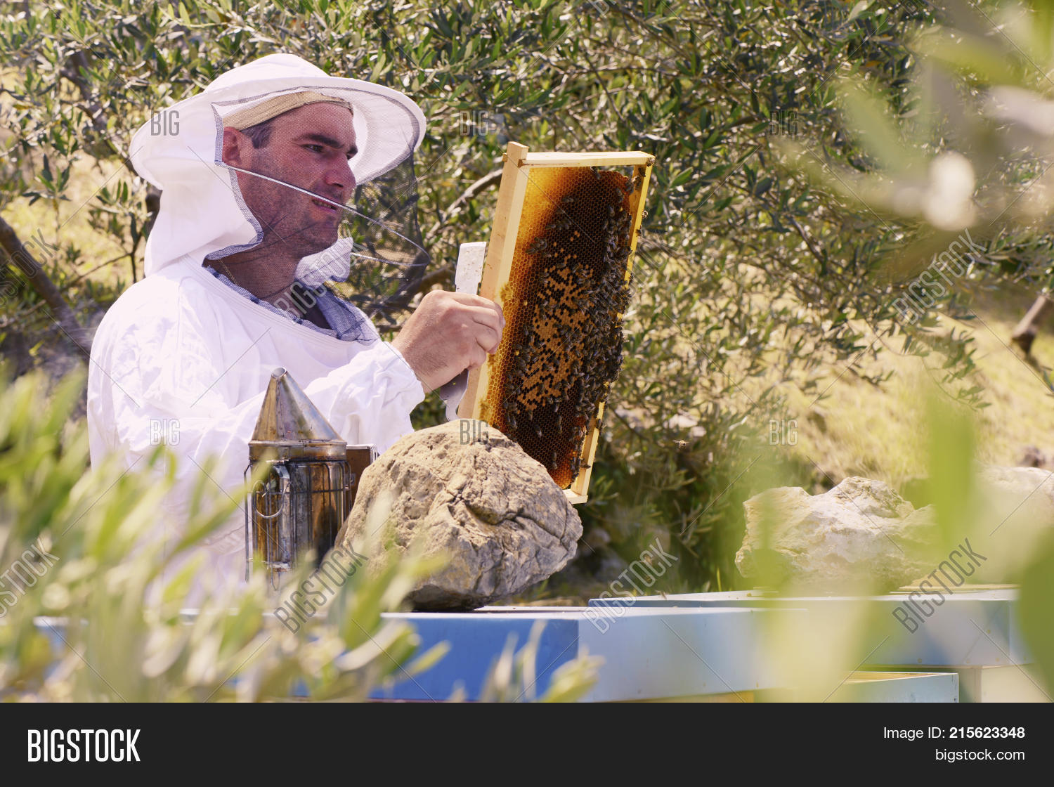 Honey Bee Keeper Image & Photo (Free Trial) | Bigstock